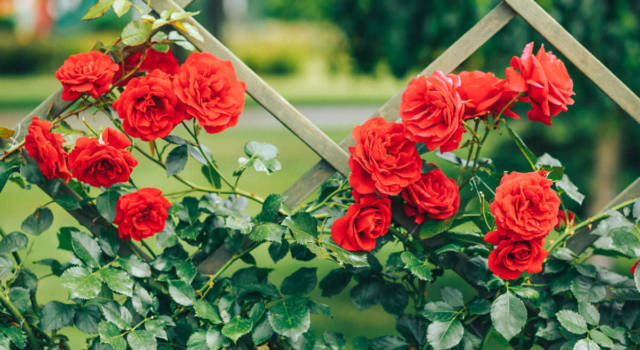 Come coltivare rose rampicanti