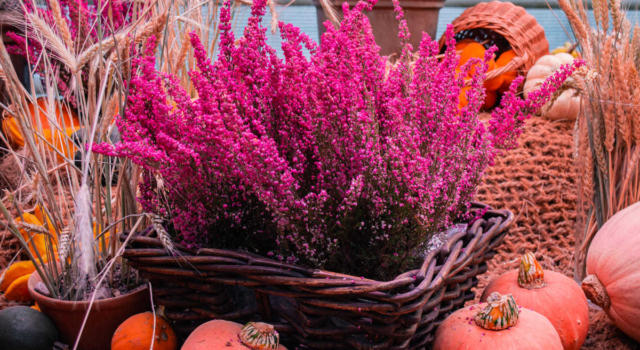 Come curare erica in inverno