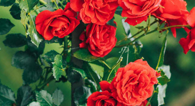 Come fare una talea di rose