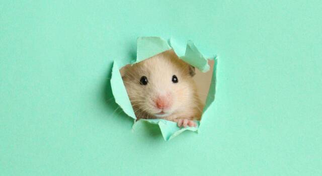 Criceti: le razze quali sono