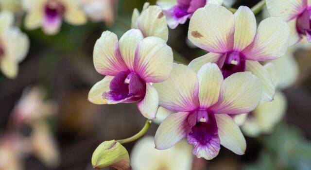 Riprodurre l'orchidea con la talea in acqua e coltivarla in acqua