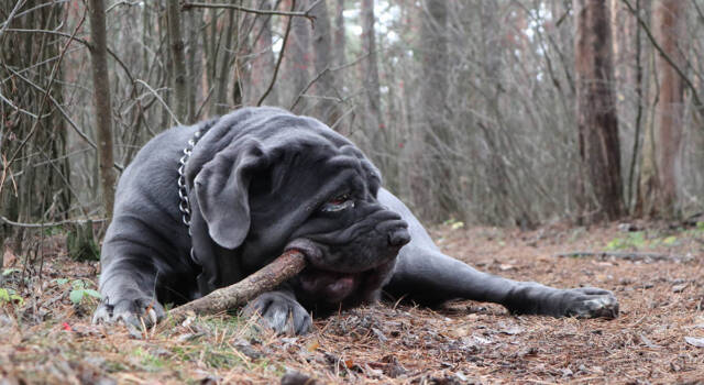 Mastino napoletano: cosa c'è da sapere su questa razza
