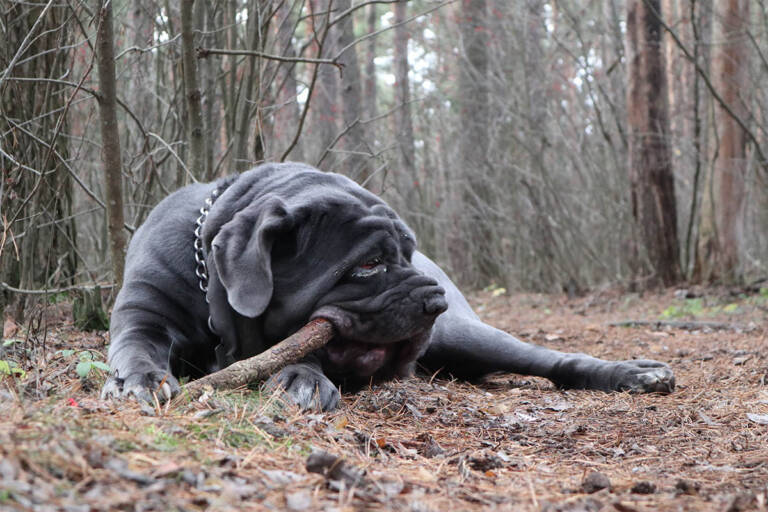 Mastino napoletano: cosa c'è da sapere su questa razza