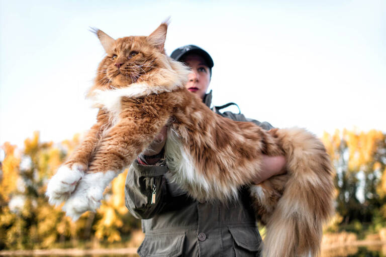 Maine Coon: carattere e prezzo del gatto del Maine