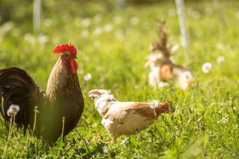 Differenza tra pollo e gallo, sapevate che non sono la stessa cosa?
