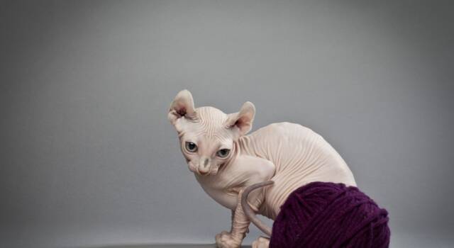 Elf Cat, carattere e prezzo del gatto senza pelo