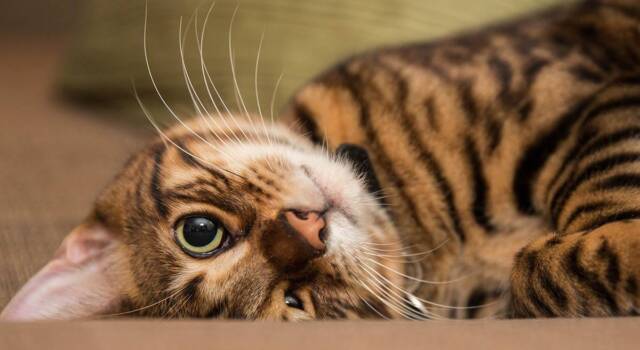 Gatto toyger: caratteristiche principali