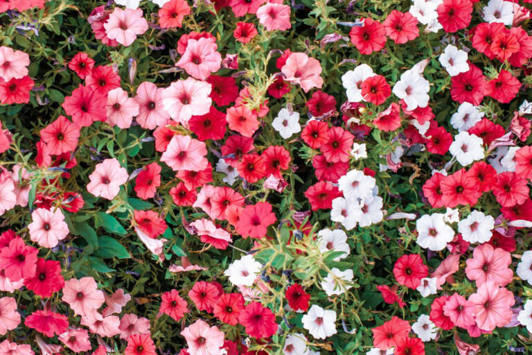 Graminacee: elenco e caratteristiche di queste piante