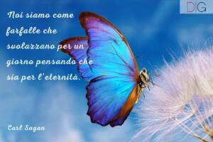Le più belle frasi sulle farfalle: aforismi e citazioni