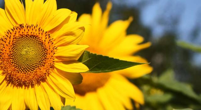 Frasi sul girasole, il fiore più solare di tutti