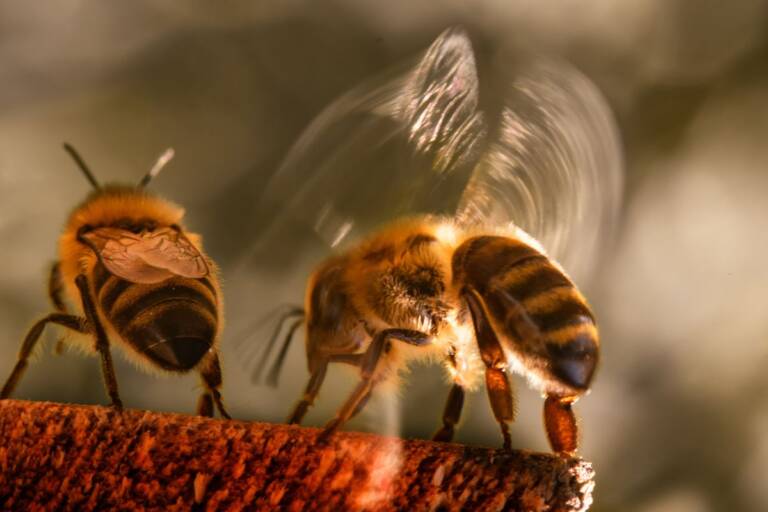 Frasi che ti faranno cambiare idea sulle api: le più belle e profonde